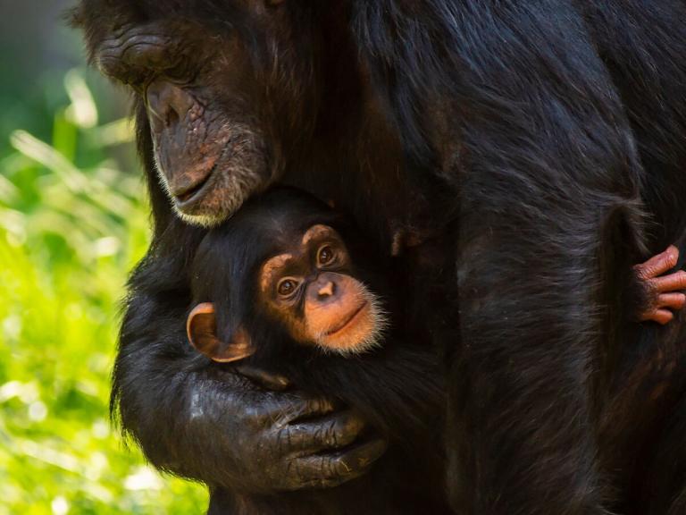 Viral Video Shows Chimpanzee Mom Reuniting With Her Baby After 2-Day ...